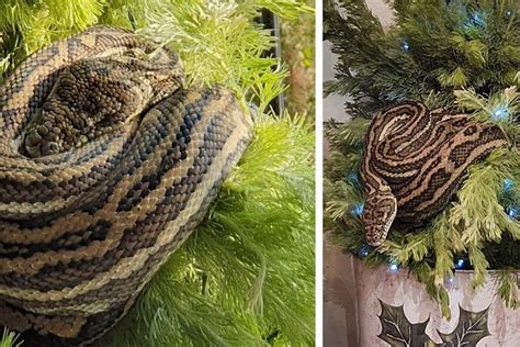 Only In Australia Python Filmed Slithering Out Of Supermarket Spice