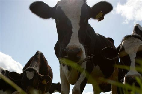 Increased Milk Quality From Holstein Breed Dairy Global