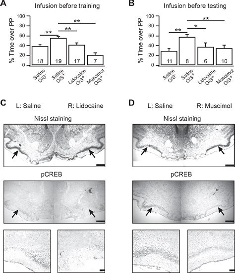 Piriform Cortex Mouse