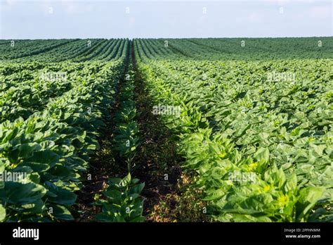 In The Field Young Sunflower Using Herbicides Is Protected From Weeds