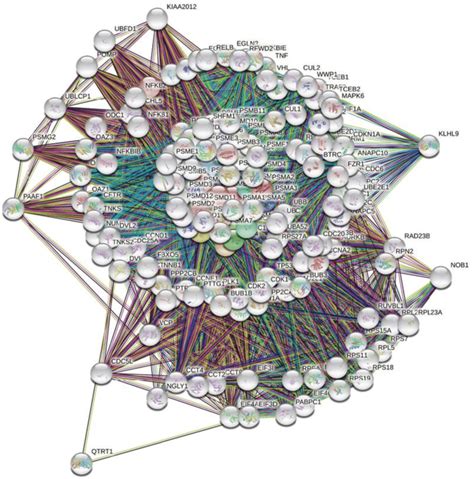Network Analysis Of Protein Protein Interactions Ppis By The String Download Scientific
