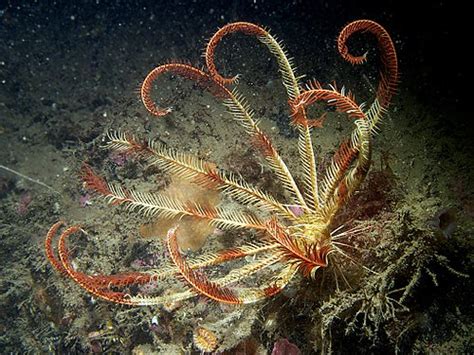 Crinoidea Wikipedia La Enciclopedia Libre