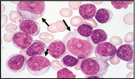 W10 Lymphocyte Development Structure And Function I Ii Diagram Quizlet