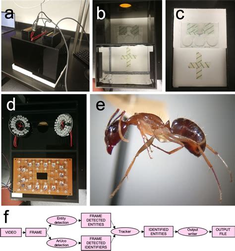 Ants Vs Ants Vidios E