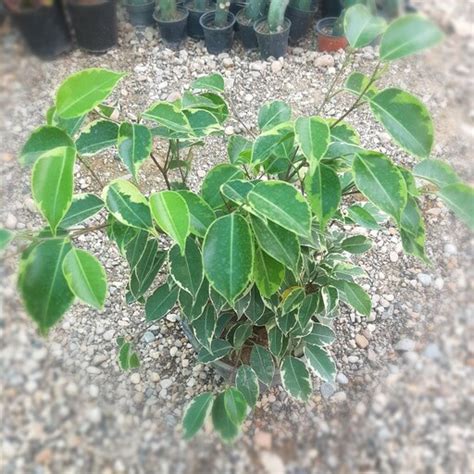 خرید و قیمت گل بنجامین ابلق از غرفه گلخونه مامان جون باسلام