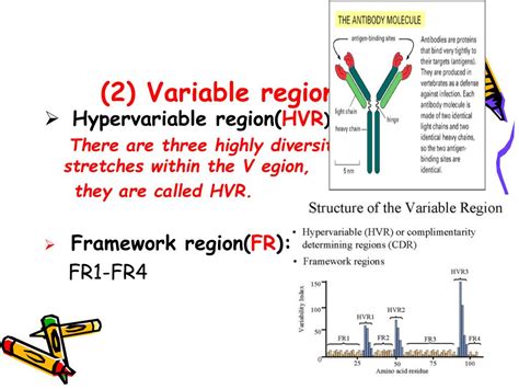 Ppt Chapter 5 Immunoglobulin Powerpoint Presentation Free Download Id 387521