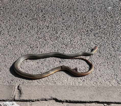 Змија фотографирана во центарот на Скопје Либертас