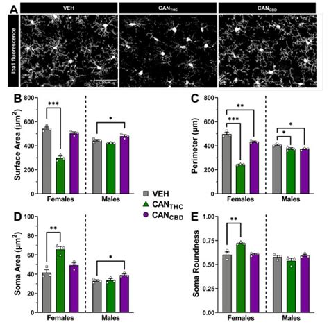 Adolescent Cannabis Vapor Self Administration Affects Mpfc Microglial
