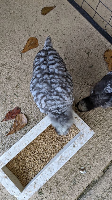 Sexing Barred Rock Chicks Sexing Barred Rocks My Life In The Country