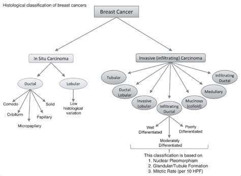 Histological Classification Of Breast Cancer Subtypes This Scheme Download Scientific Diagram