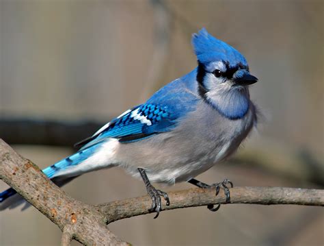 Wild Life Blue Jay Images Wild Birds