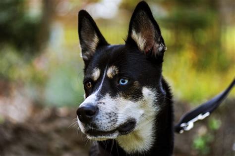 30 Handsome Husky Mixes The Siberian Husky Mix Guide