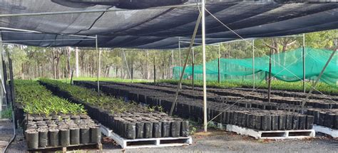 Macadamia Trees For Sale Bundaberg About Wide Bay Macadamia Seedlings