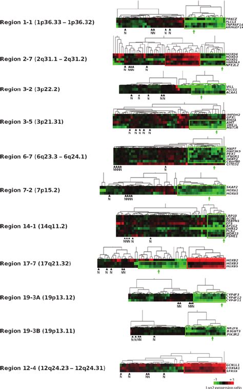 Clustering Analyses To Identify Coordinated Gene Expression Patterns