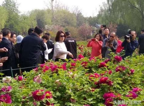 董明珠去洛陽看牡丹在洛陽有什麼大的動作了 每日頭條