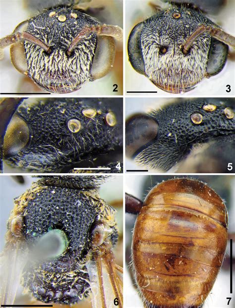 Sphecodes Duplex Blüthgen 2 4 6 7 S Bakeri Cockerell 3 5