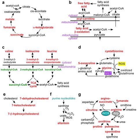 Mitochondrial Hsp90 Control Of Tumor Cell Metabolism Download Scientific Diagram