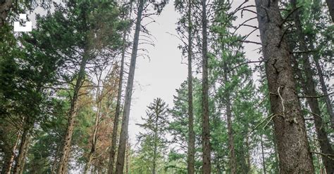 검은 재킷과 검은 바지를 입은 남자가 낮에 숲을 걷고 있다 사진 Unsplash의 무료 도르나 칸드레닐러 이미지