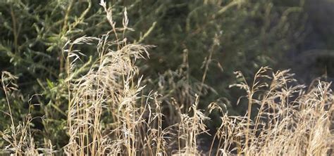 Wyoming Counties Consider Whether To Label Cheatgrass As A Noxious Weed