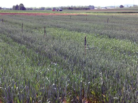 Wheat Plots Prepared For Inoculation — Research — Department Of Plant Pathology And