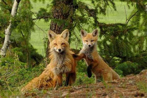 ცხოველები მელა