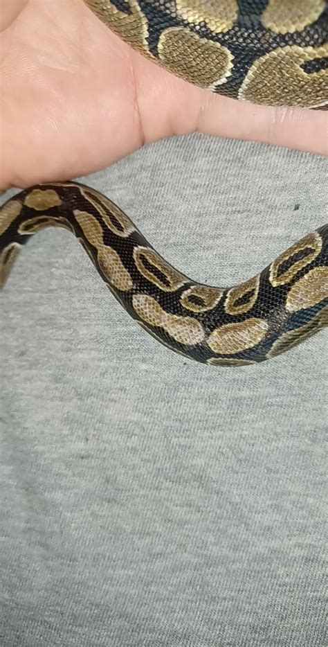 So I Just Noticed My Ball Python Scales Look Alittle Weird At The Top