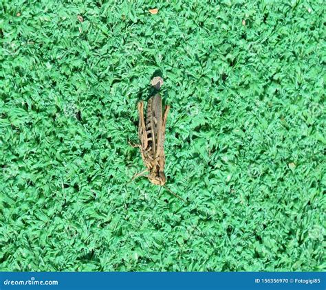 Grasshopper On Artificial Orthoptera Insects From Order Of Locusts