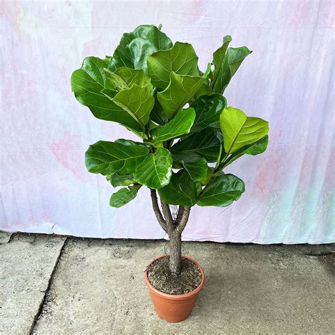 Ficus Lyrata Plants For All Seasons