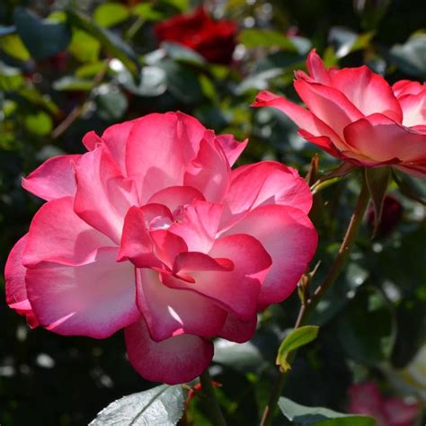 Rosa Tabris Tabris Rose Garden Center Marketing