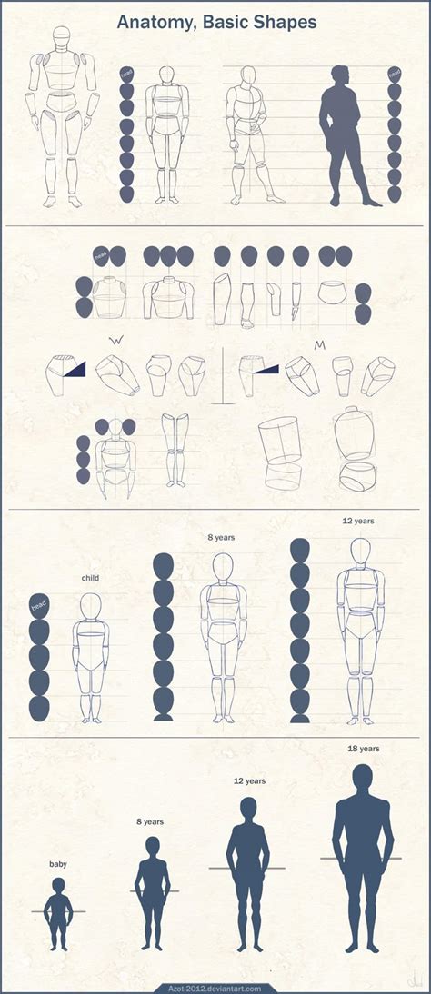 Anatomy Basic Shapes By Azot2019 On Deviantart Arte Del Bosquejo