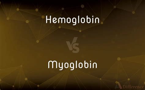 Hemoglobin Vs Myoglobin — Whats The Difference