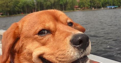 I Present To You Evil Plotting Dog Meme On Imgur