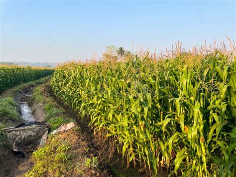 Complete Corn Farm Stock Image Image Of Backdrop Environment 369420921