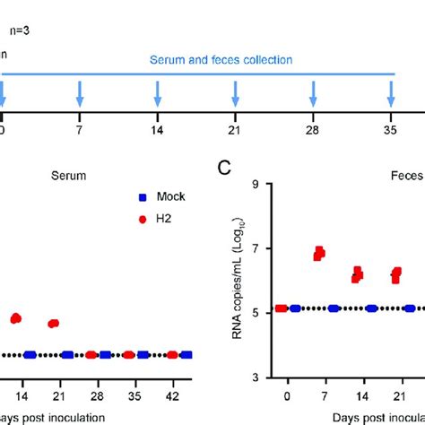 H2 Strain Infection In Ifnar ÀÀ Mice A Schematic Diagram Of