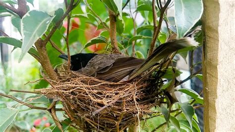 Red Vented Bulbul Konda Kurulla Eggs Hatching Youtube