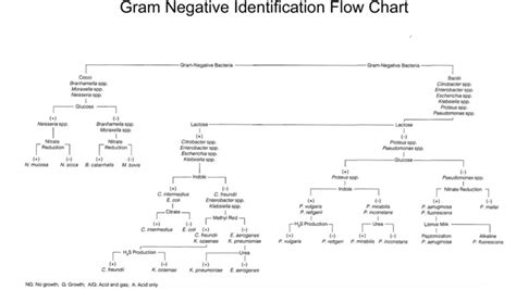 Gram Negative Bacteria Flow Chart