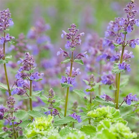 12 Best Mosquito Repellent Plants And Herbs To Try In Your Garden