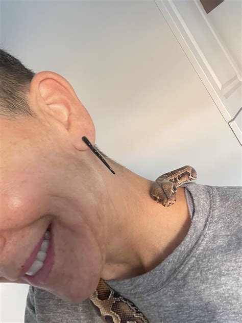 Jimmy Dean My Borneo Short Tail Python R Snek