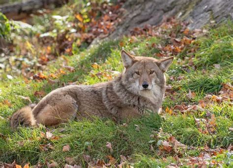 Coyote Population By State 2025 Statistics [data]