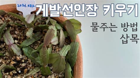 게발선인장 키우는 방법🦀 삽목 후 물주는방법 게발선인장 엄마와 딸 다육tv Youtube