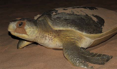 Flatback Sea Turtle Facts Distribution And Population Biodb