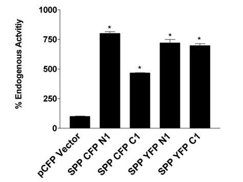 Cfpyfp Spp Fusion Proteins Are Active In A Cell Based Spp Reporter