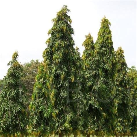 Della Luxury Products Iconic Projects Design Manufacturing And Built