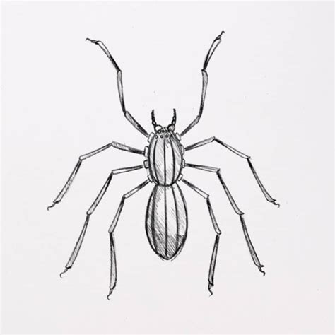 How To Draw A Spider With Amazing Details How To Draw A Spider With Amazing Details