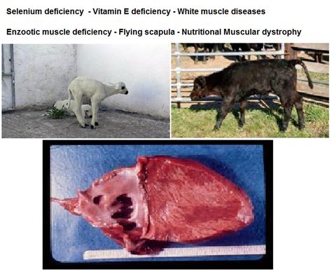 Complete Guide To Selenium Deficiency Vitamin E Deficiency White Muscle Diseases