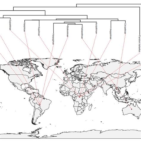 Mapped Phylogeny Of Accipitriformes Indicating The Most Probable Download Scientific Diagram