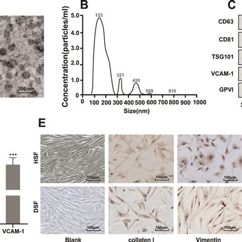 Identification Of Plasma Ed Evs And Skin Fibroblasts A The Download Scientific Diagram