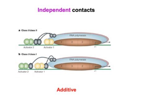 Microbiology NYU Lecture 7 Gene Regulation Flashcards Quizlet