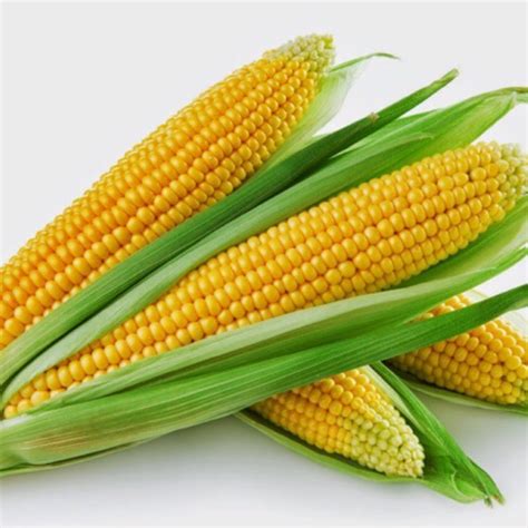 Jual Bibit Benih Biji Sayur Jagung Manis Bibit Tanaman Pohon Sayuran