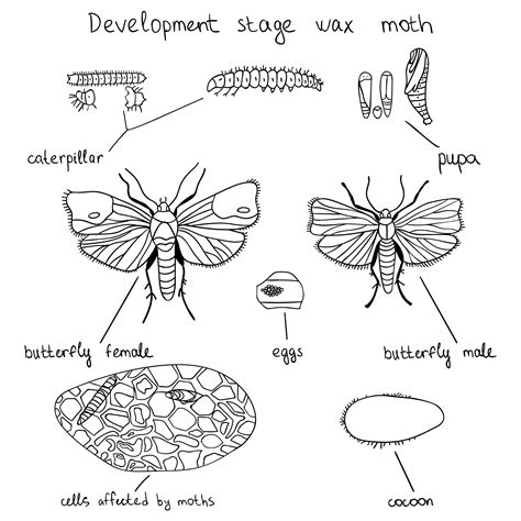 What Is A Wax Moth 10 Facts You Didnt Know Beeswiki